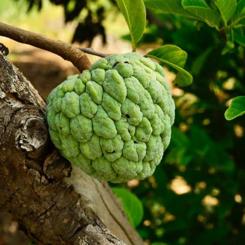 Pathayam.in - Online Grocery Shopping Trivandrum - Fruits, Vegetables ...