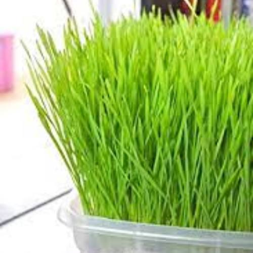 Pathayam.in - Online Grocery Shopping Trivandrum - Fruits, Vegetables ...